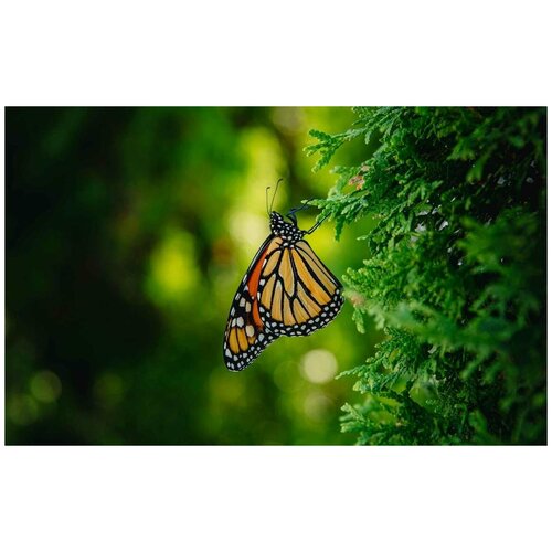 Картина на холсте 60x110 LinxOne "Бабочка монарх, бабочка, ветка" интерьерная для дома / на стену / на кухню / с подрамником