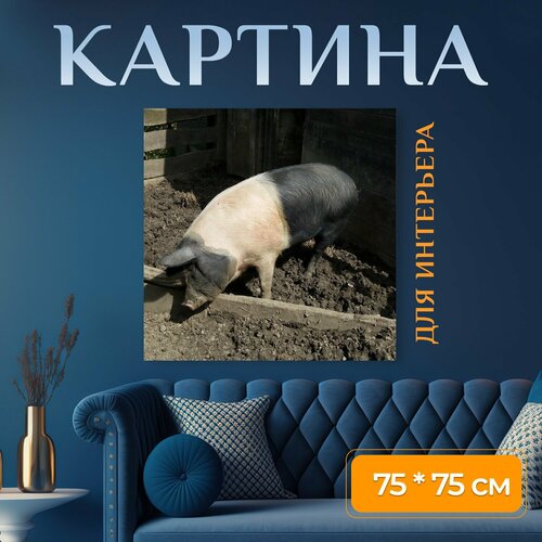 Картина на холсте "Свинья, ферма, животное" на подрамнике 75х75 см. для интерьера
