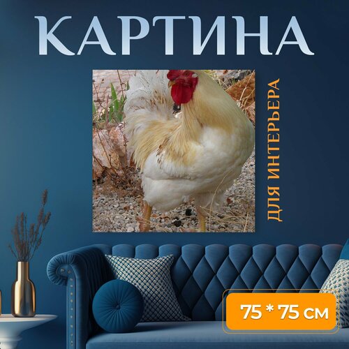 Картина на холсте "Петушок, петух, домашняя птица" на подрамнике 75х75 см. для интерьера