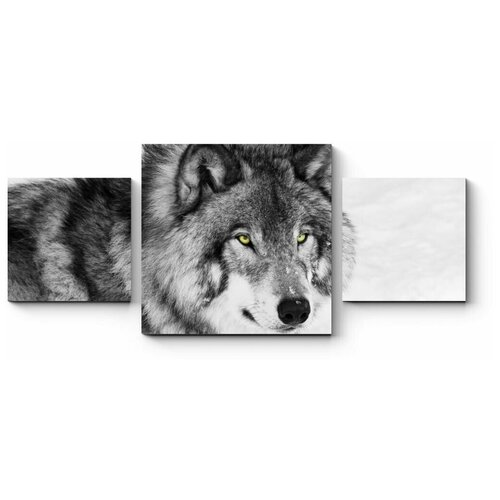 Модульная картина Черно-белый портрет волка 160x69