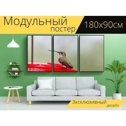Модульный постер "Колибри, птица, кормушки для птиц" 180 x 90 см. для интерьера