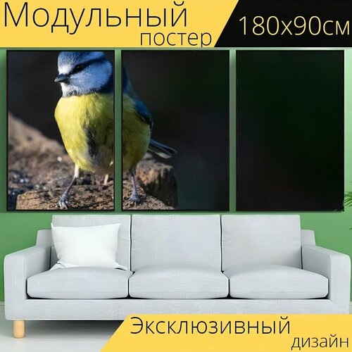Модульный постер "Лазоревка, синица, маленькая птица" 180 x 90 см. для интерьера