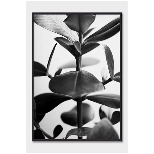 Черно-белый постер на стену для интерьера Postermarkt Листья растения №3, постер в черной рамке 40х50 см, постеры картины для интерьера в черной рамке