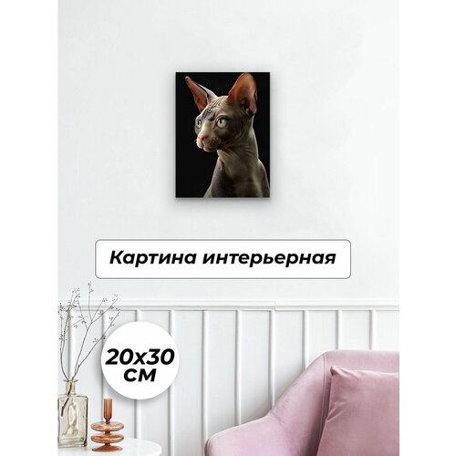 Картина для интерьера на холсте 20х30 Котенок Сфинкс Кот