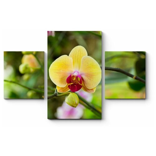 Модульная картина Тропическая орхидея, цветущая в летнем саду 170x111