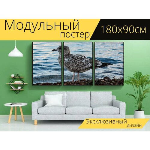 Модульный постер "Поморник, чайка, водоплавающая птица" 180 x 90 см. для интерьера