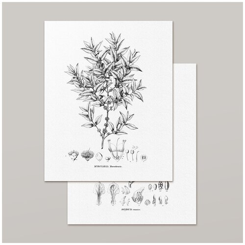 Интерьерные постеры Botanicus (Ботаника, растения), декор для дома, картина 40*50 см (2 шт) (Moda interio, арт. 42-031)