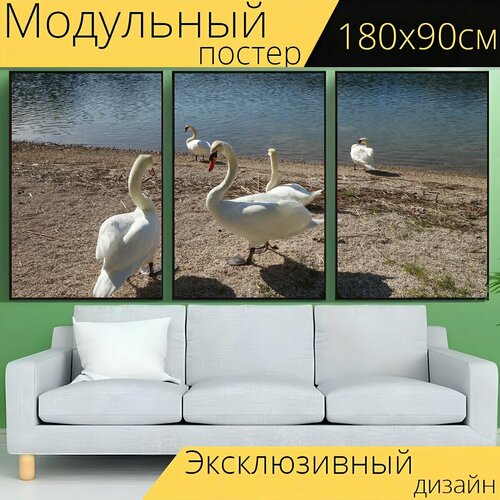 Модульный постер "Белые лебеди, птицы, животное" 180 x 90 см. для интерьера