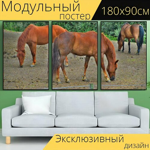 Модульный постер "Лошадь, животное, млекопитающее" 180 x 90 см. для интерьера