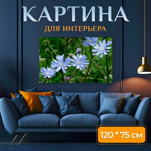 Картина на холсте "Цветок, цикорий, синий" на подрамнике 120х75 см. для интерьера
