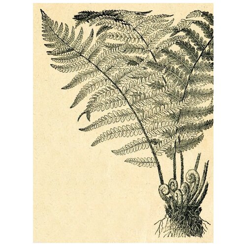Постер на холсте Растение (Plant) №5 40см. x 53см.