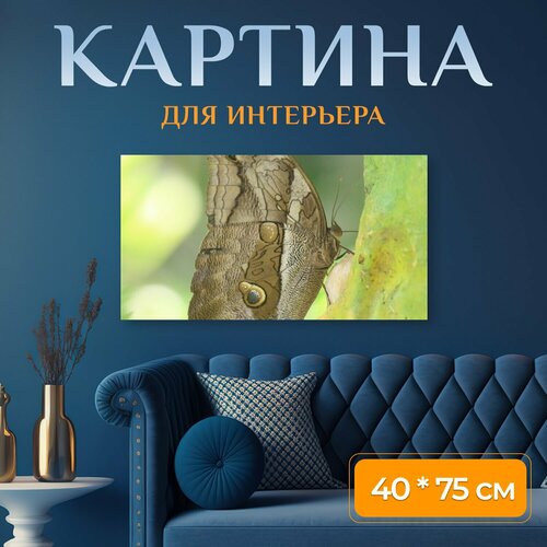 Картина на холсте "Бабочка, дикая природа, природа" на подрамнике 75х40 см. для интерьера