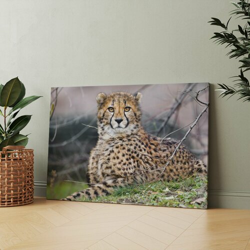Картина на холсте "Гепард сидит в траве и смотрит в камеру" 50x70 см. Интерьерная, на стену.