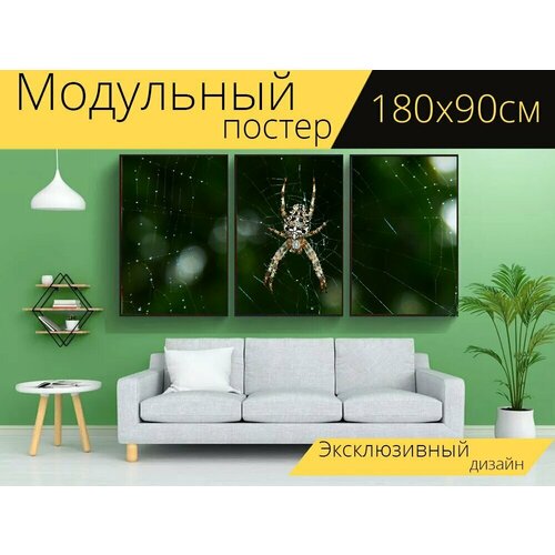 Модульный постер "Крестоносец садовый, капли воды, девушки" 180 x 90 см. для интерьера