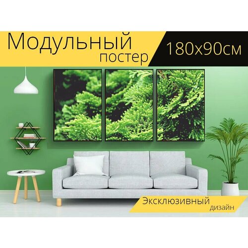 Модульный постер "Кипарис хиноки, кипарис, кипарисовое дерево" 180 x 90 см. для интерьера
