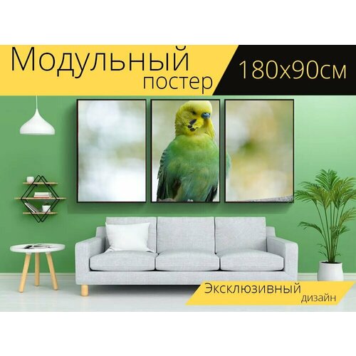 Модульный постер "Волнистый попугайчик, усталый, полусне" 180 x 90 см. для интерьера