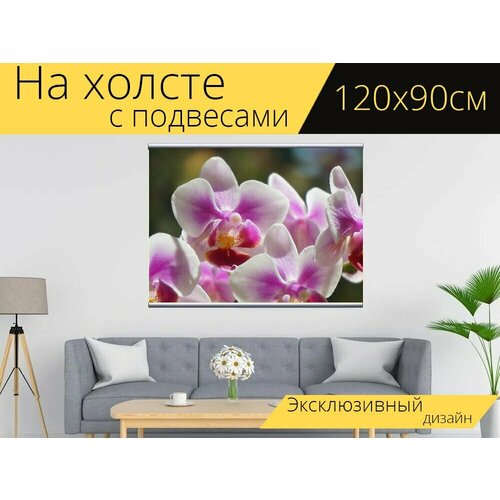 Картина на холсте "Гибридный фаленопсис, фаленопсис, орхидея" с подвесами 120х90 см. для интерьера
