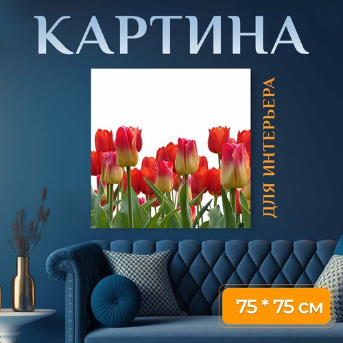 Картина на холсте "Тюльпаны, весна, природа" на подрамнике 75х75 см. для интерьера