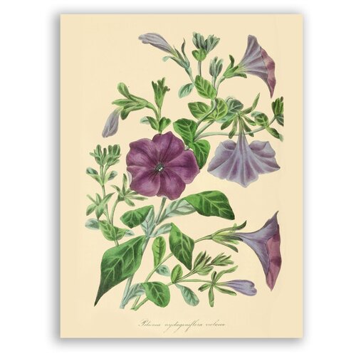 Гравюра Постер на бумаге / Petunia Nyctaginiflora Violacea