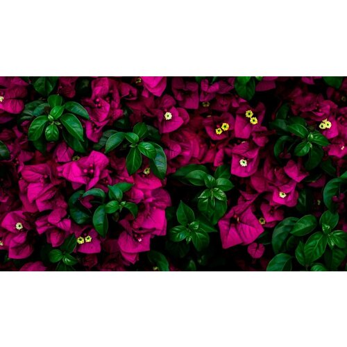 Картина на холсте 60x110 LinxOne "Цветы, куст, листья, розовый" интерьерная для дома / на стену / на кухню / с подрамником