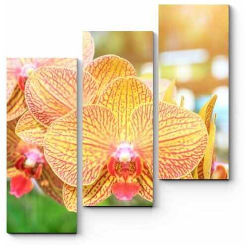 Модульная картина Тайская орхидея 60x64