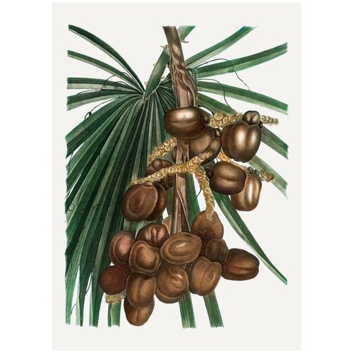 Постер / Плакат / Картина Пальмы - Финиковая пальма 60х90 см в подарочном тубусе