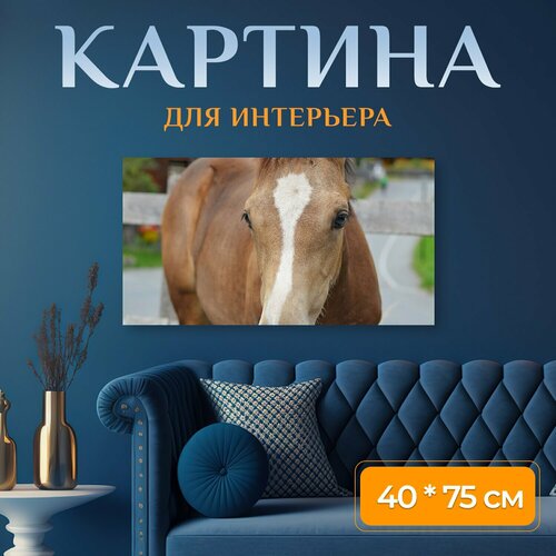 Картина на холсте "Пони, лошадь, животное" на подрамнике 75х40 см. для интерьера