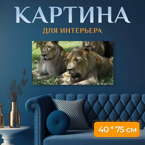Картина на холсте "Лев, млекопитающее, дикая природа" на подрамнике 75х40 см. для интерьера