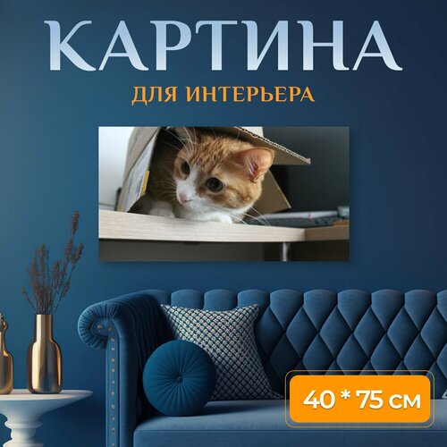 Картина на холсте "Коробка, китти, кошка" на подрамнике 75х40 см. для интерьера