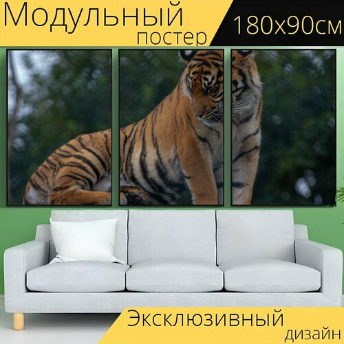 Модульный постер "Тигр, зоопарк, животное" 180 x 90 см. для интерьера