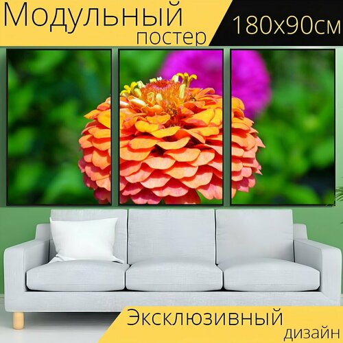 Модульный постер "Цинния, цветок, оранжевый" 180 x 90 см. для интерьера