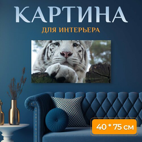 Картина на холсте "Тигр, лапа, кот" на подрамнике 75х40 см. для интерьера