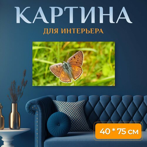 Картина на холсте "Бабочки дневные, насекомое, природа" на подрамнике 75х40 см. для интерьера