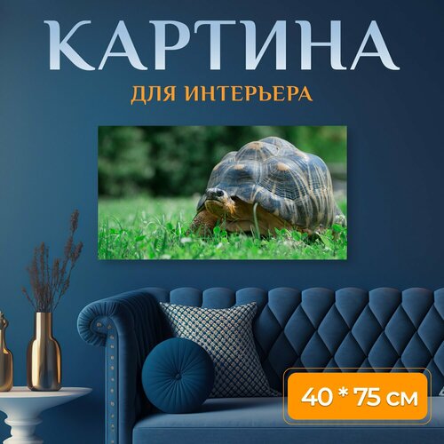 Картина на холсте "Животное, черепаха, хороший" на подрамнике 75х40 см. для интерьера