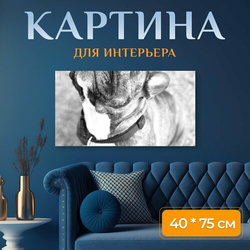 Картина на холсте "Бульдог, собака, животное" на подрамнике 75х40 см. для интерьера