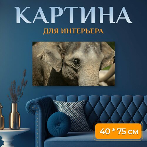 Картина на холсте "Слон, животное, дикая природа" на подрамнике 75х40 см. для интерьера
