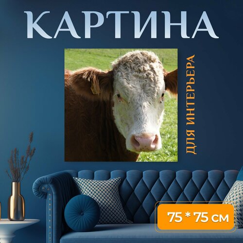 Картина на холсте "Корова, говядина, молочный скот" на подрамнике 75х75 см. для интерьера