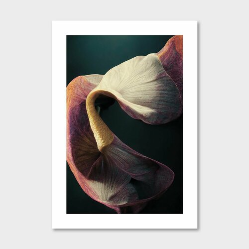Постер для интерьера Postermarkt, Цветок На Темном Фоне №2, 70х100 см