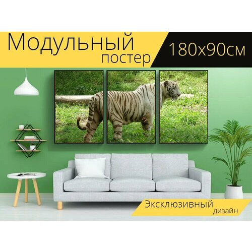 Модульный постер "Тигр, белый тигр, кошка" 180 x 90 см. для интерьера