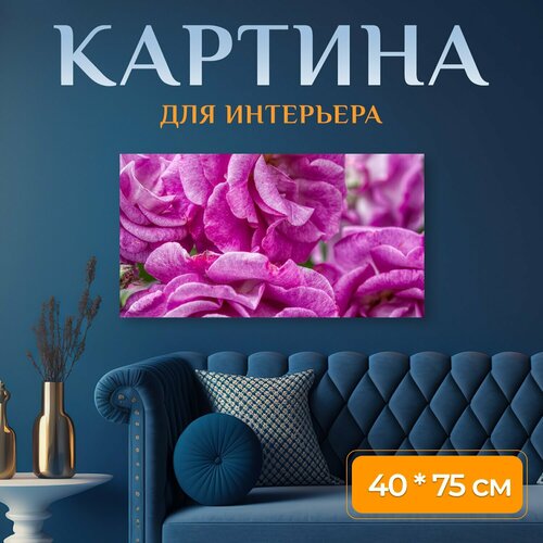 Картина на холсте "Лепестки роз, розовый куст, фиолетовый" на подрамнике 75х40 см. для интерьера