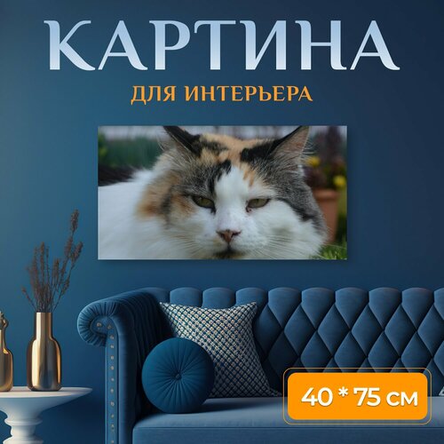Картина на холсте "Кошка, укладка, привлекательность" на подрамнике 75х40 см. для интерьера