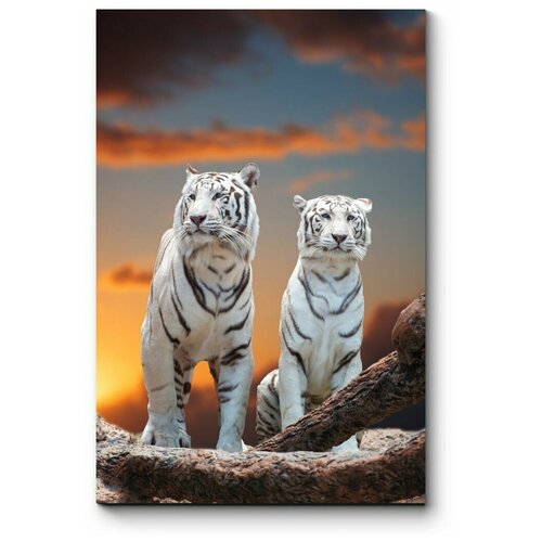 Модульная картина Два белых тигра на закате 70x105