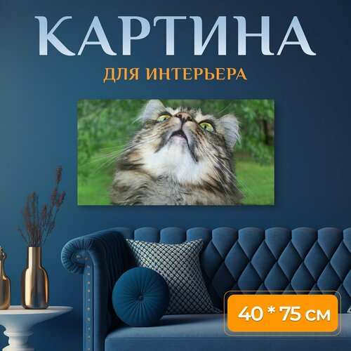 Картина на холсте "Кошка, мейн кун, кошачий" на подрамнике 75х40 см. для интерьера