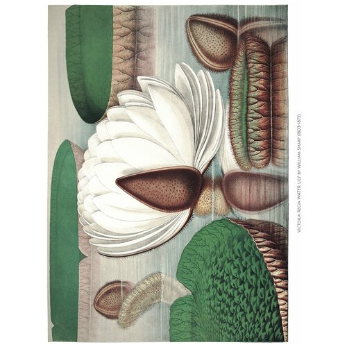 Постер / Плакат / Картина Цветение гигантской водяной лилии 50х70 см в подарочном тубусе