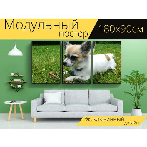 Модульный постер "Собака, , чихуахуа" 180 x 90 см. для интерьера