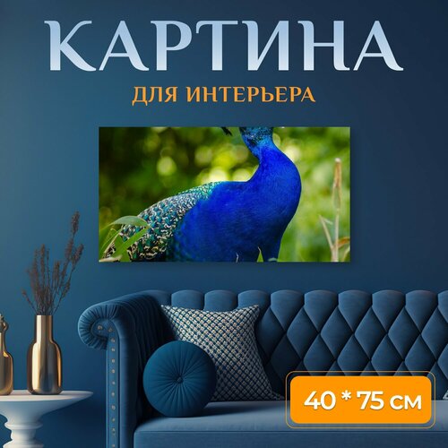 Картина на холсте "Животное, птица, перья" на подрамнике 75х40 см. для интерьера