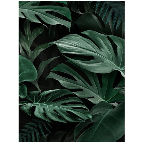 Постер / Плакат / Картина Зеленые тропические листья 50х70 см в раме
