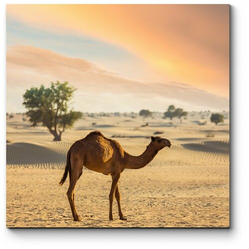 Модульная картина Верблюд, очарованный песками 80x80