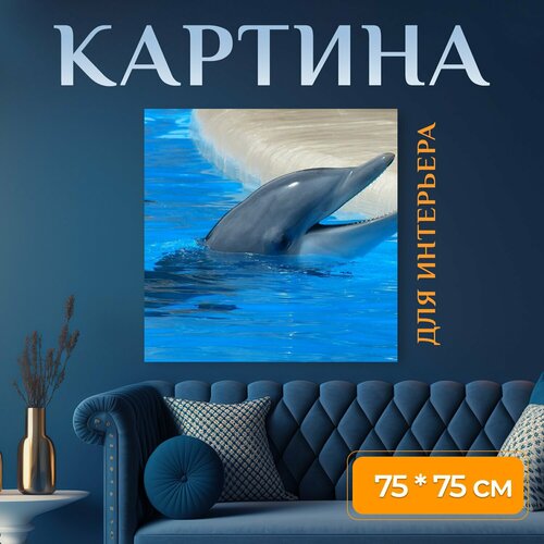 Картина на холсте "Бутылконосый дельфин, дельфин, зубы" на подрамнике 75х75 см. для интерьера