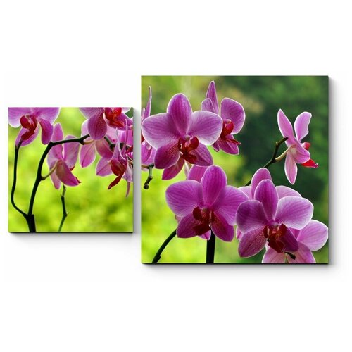 Модульная картина Неподражаемые орхидеи 100x60